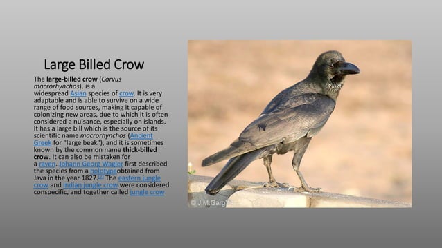 Crows | PPTX