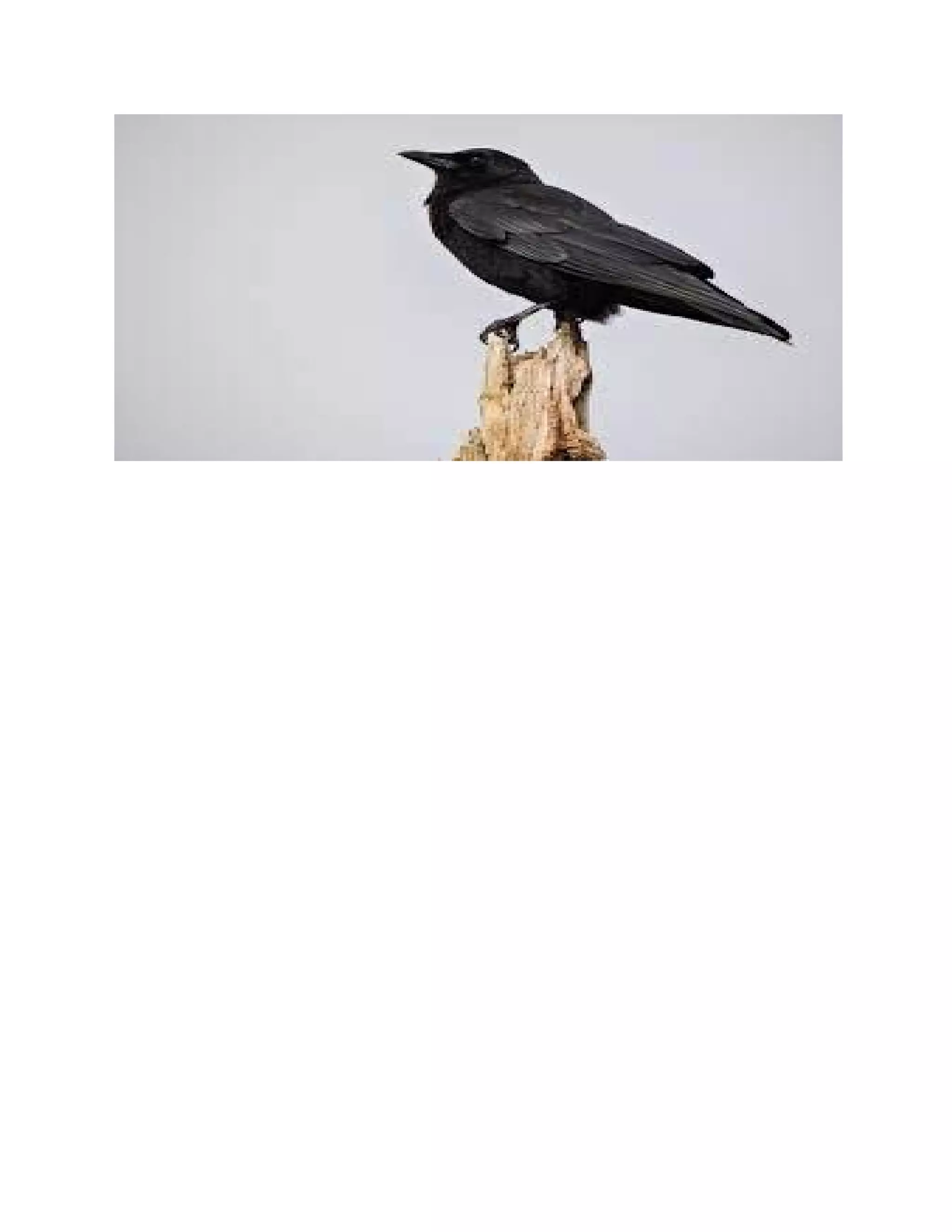 Crows_ Intelligent Birds with a Fascinating History and Culture.pdf