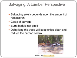 Crowsnest Fires Carol | PPT