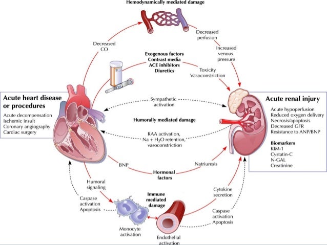 CARDIO- RENAL SYNDROME