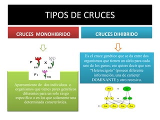 Cruces geneticos | PPTX