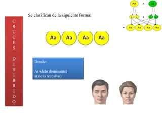 Cruces geneticos | PPTX