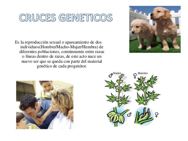 Cruces geneticos
