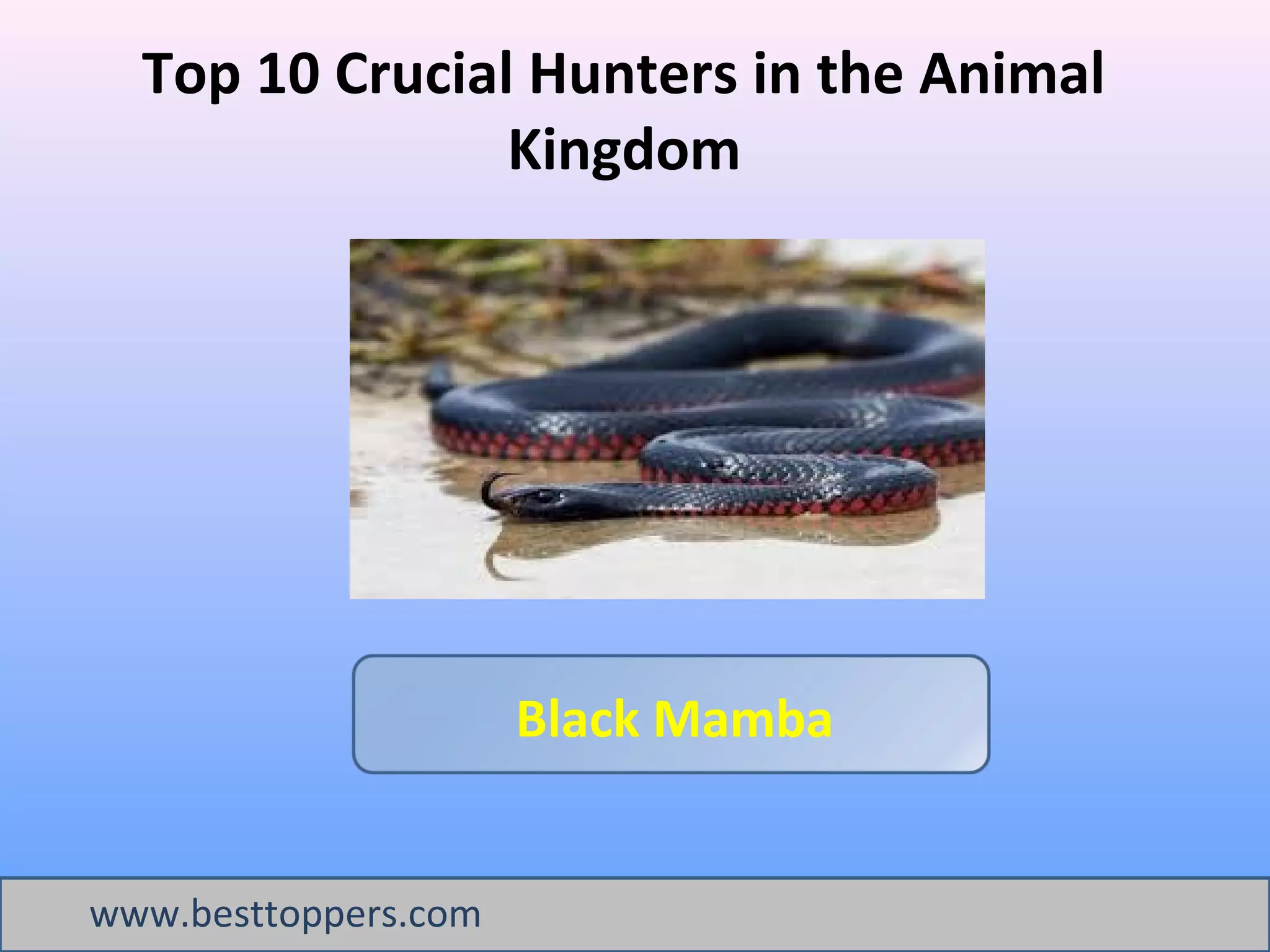 Top 10 Crucial hunters in the Animal Kingdom | PPT