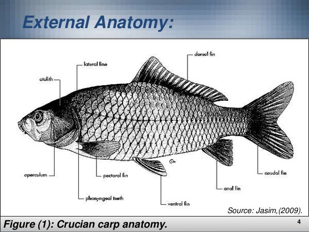 Crucian carp