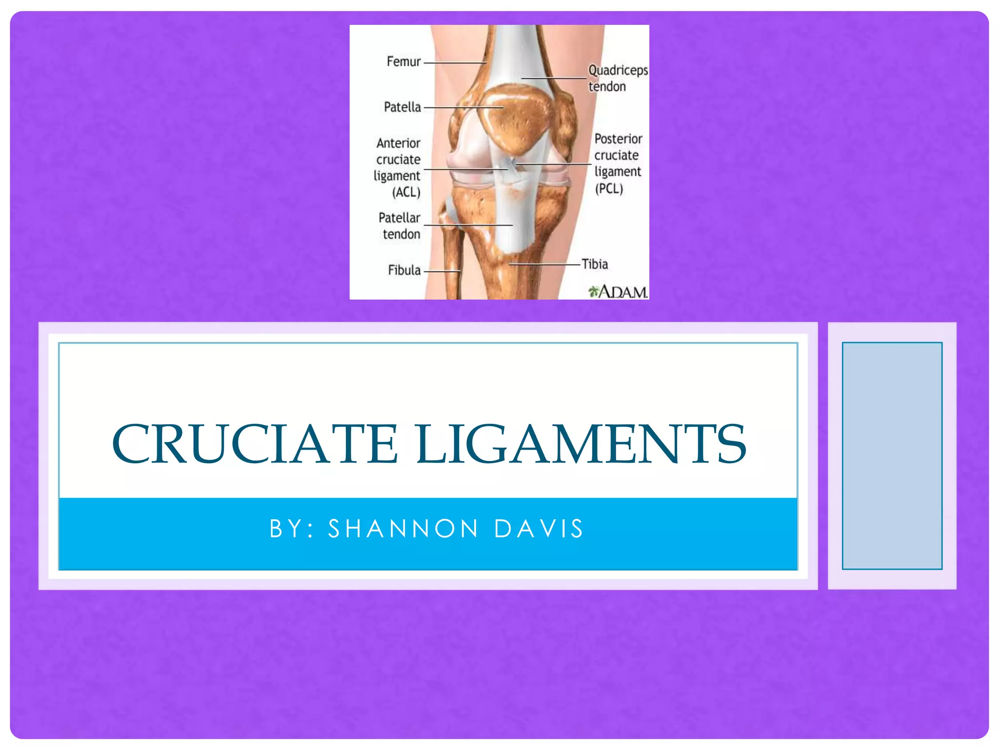 Anterior/Posterior Cruciate ligaments by Shannon Davis | PPTX