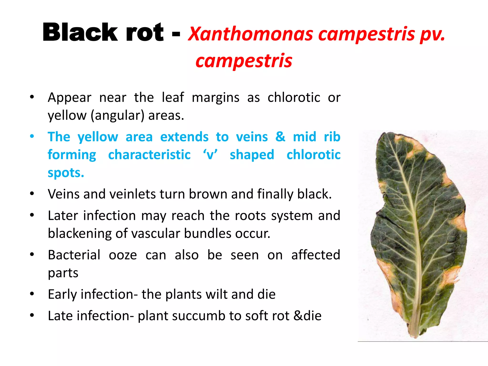 Diseases of Cruciferous | PPTX
