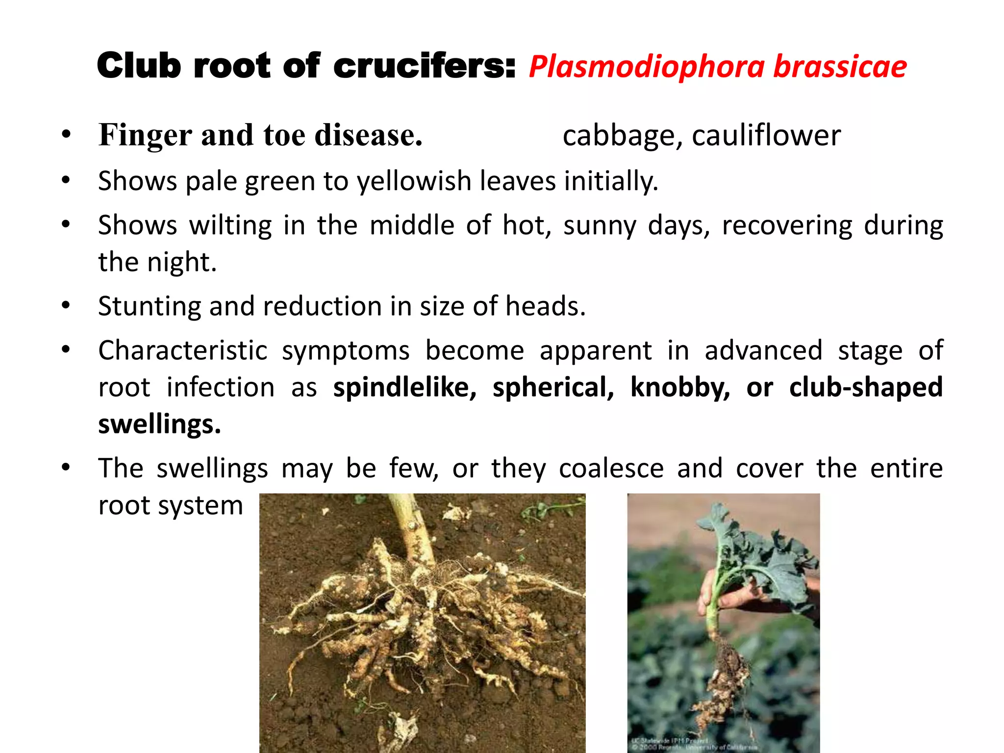 Diseases of Cruciferous | PPTX