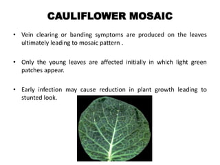 Diseases of Cruciferous | PPTX