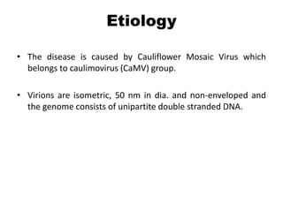Diseases of Cruciferous | PPTX