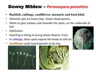 Diseases of Cruciferous | PPTX
