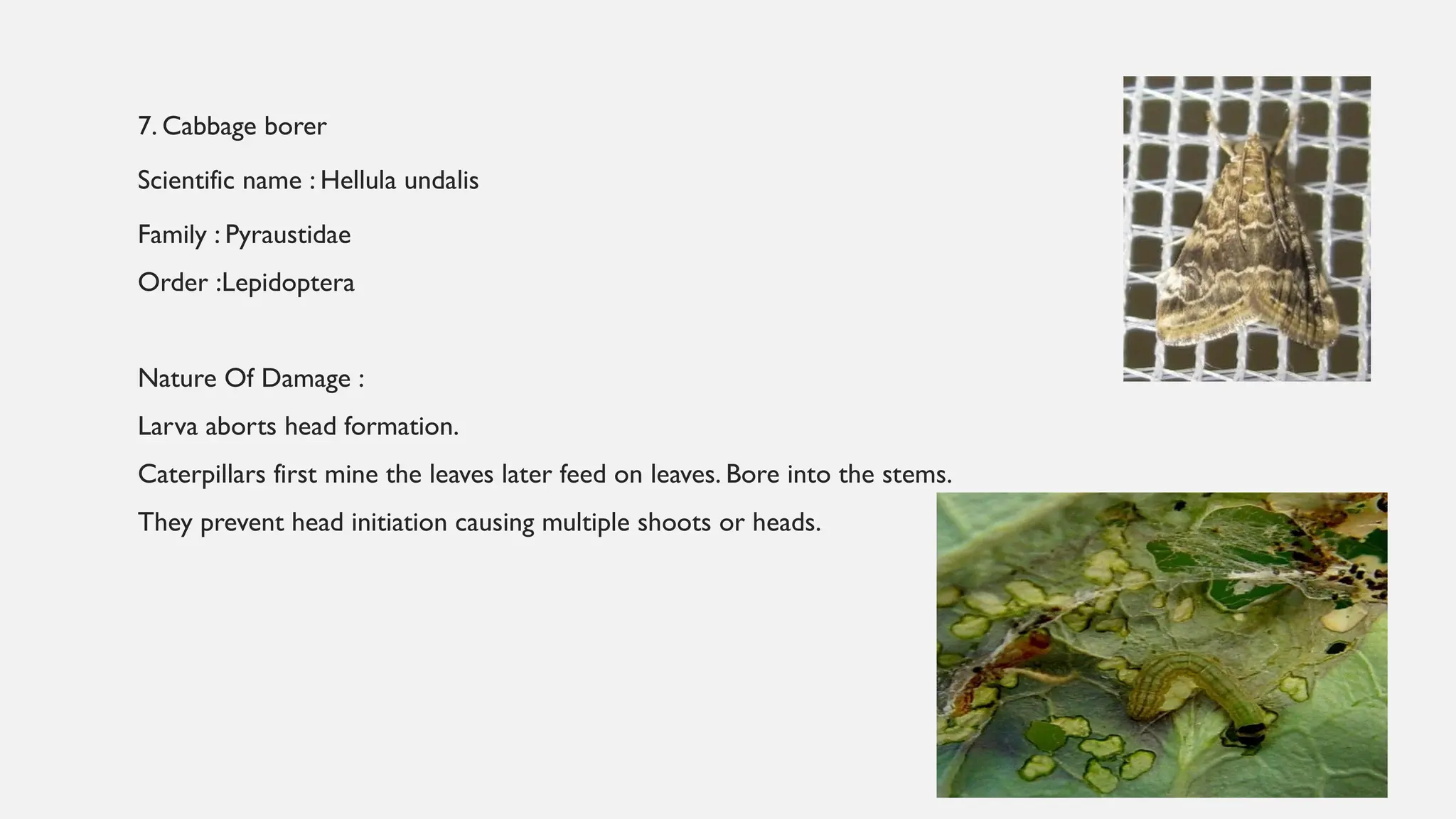 crucifers and its pest symptoms, Stages of pest.pptx