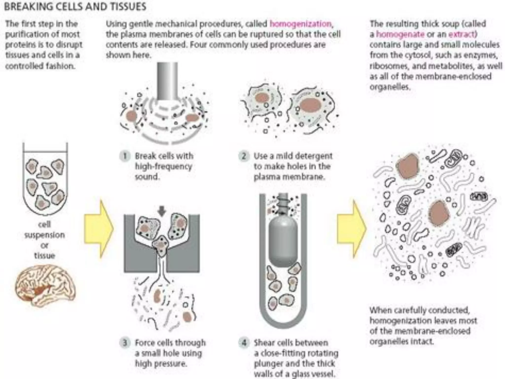Crude enzyme purification | PDF