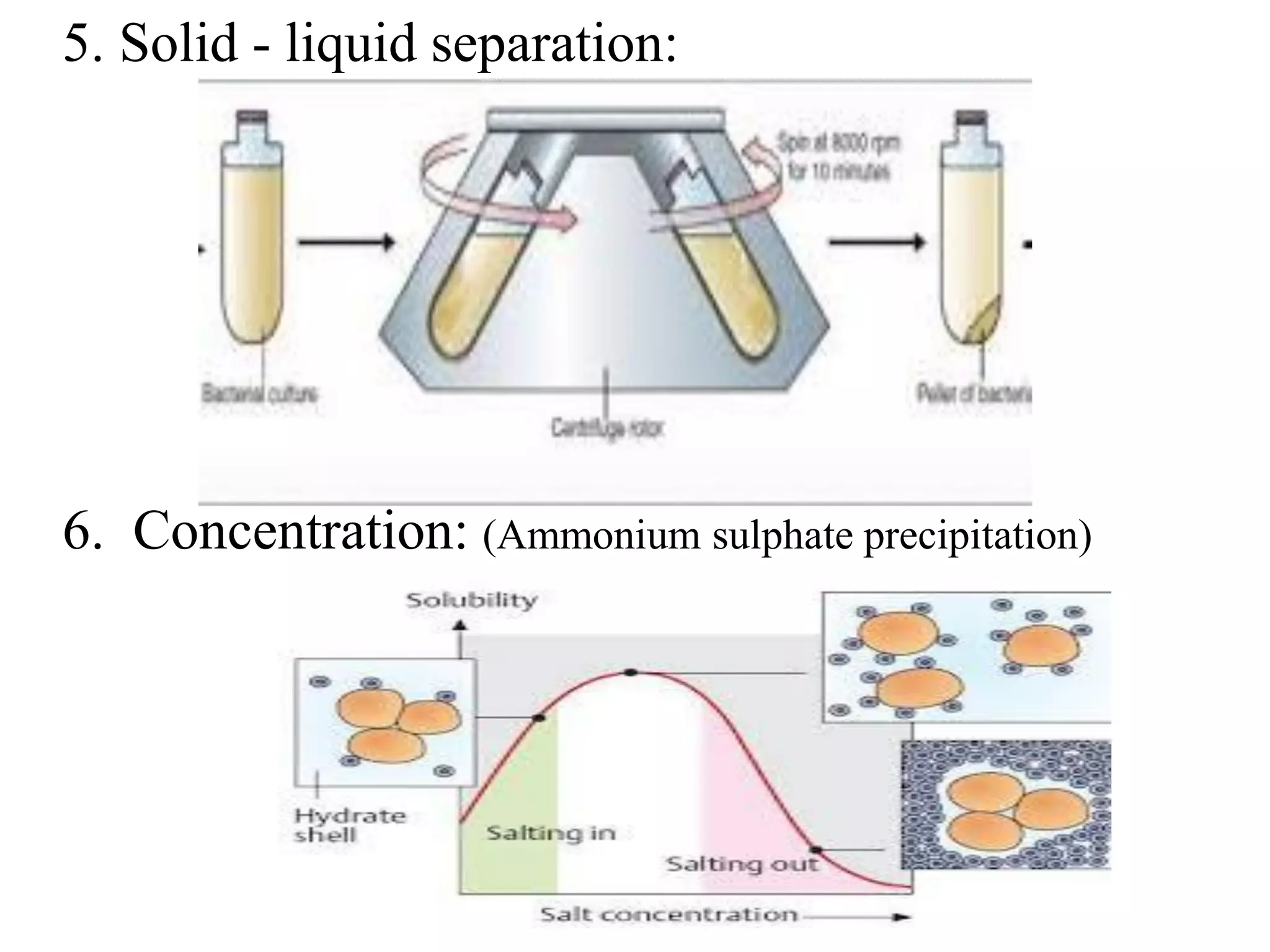 Crude enzyme purification | PDF