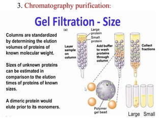 Crude enzyme purification | PDF