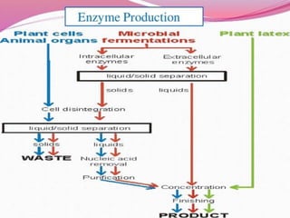Crude enzyme purification | PDF