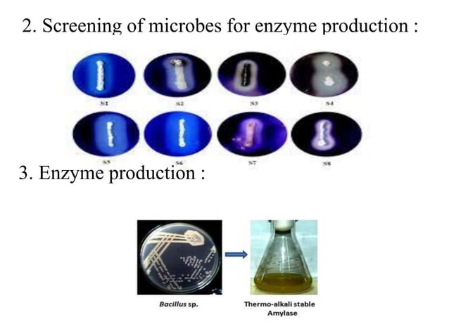 Crude enzyme purification | PDF