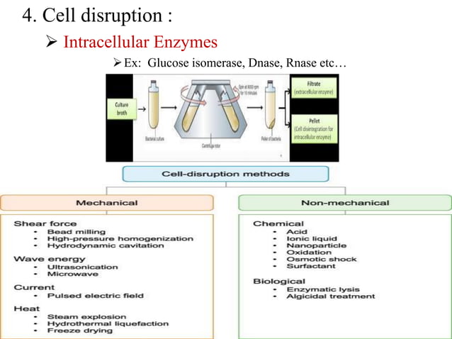 Crude enzyme purification | PDF