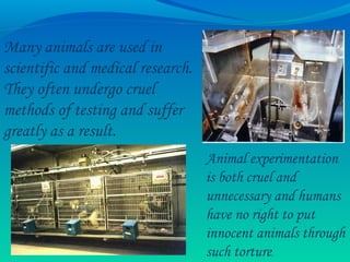 Animal Exploitation | PPT