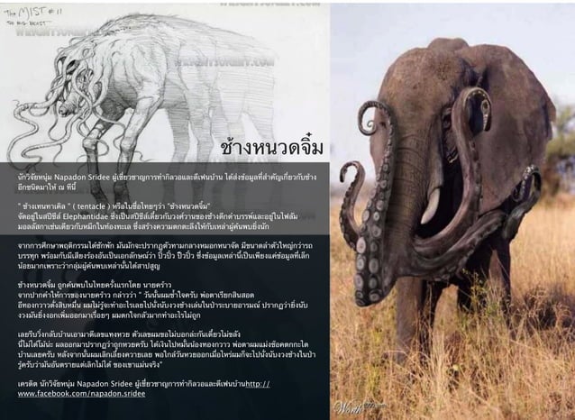 Cruenta elephantus 1 | PPT