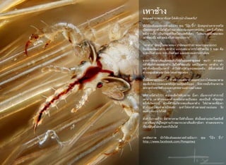 Cruenta elephantus 1 | PDF