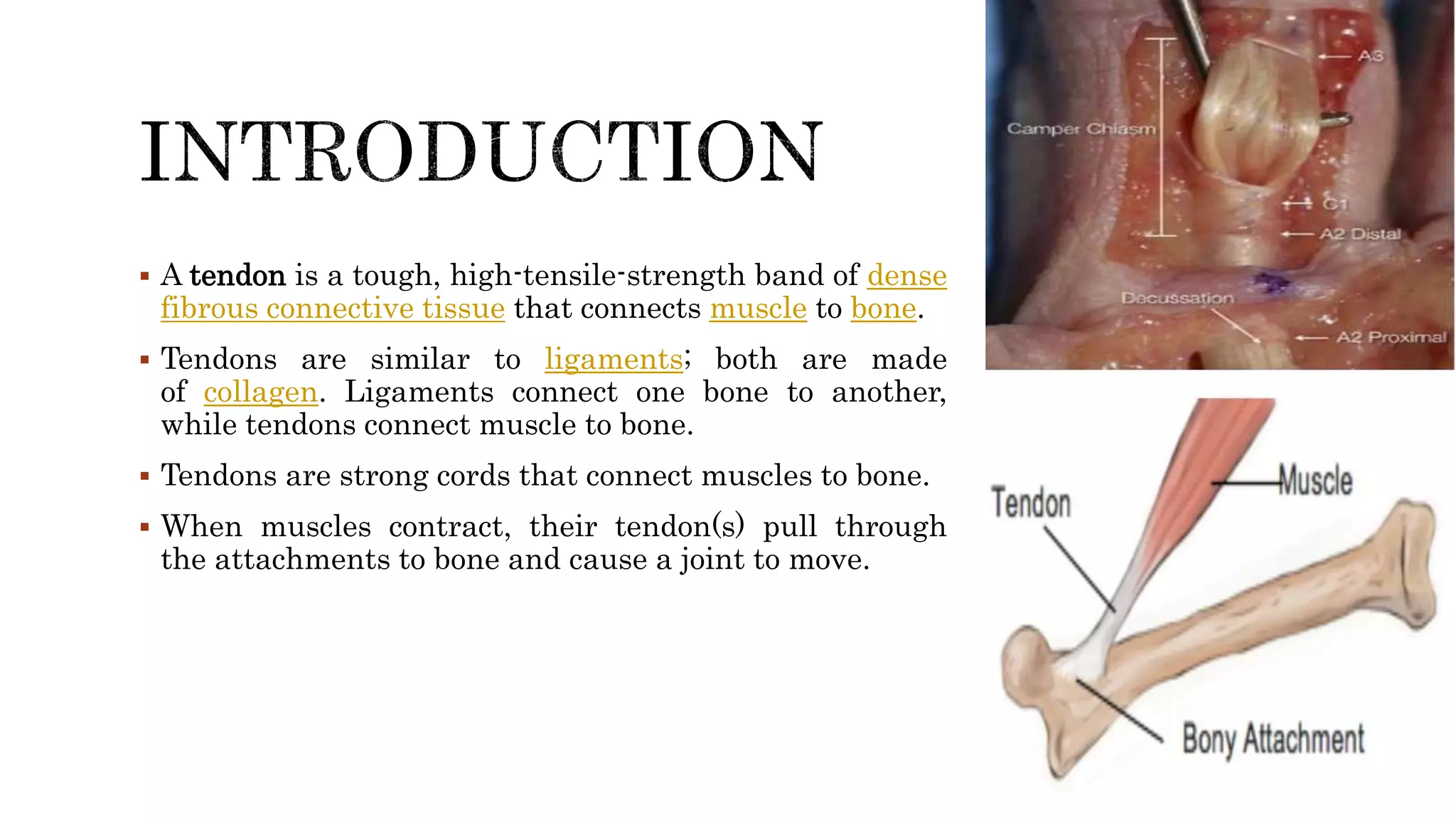 CRUSH INJURIES OF THE HAND.ppt | First Aid | Injuries