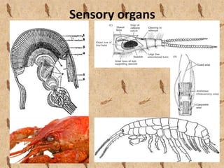 Crustacean Digestive System