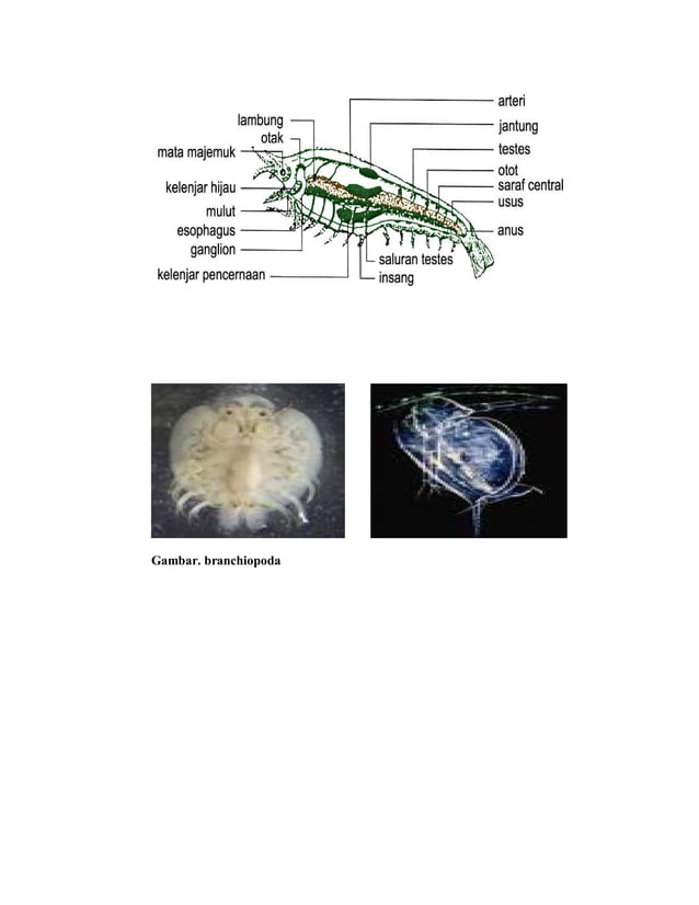 Crustacea | PDF