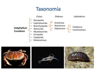 Crustacea | PPTX