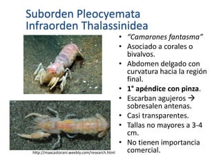 Crustacea | PPTX