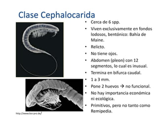 Cephalocarida