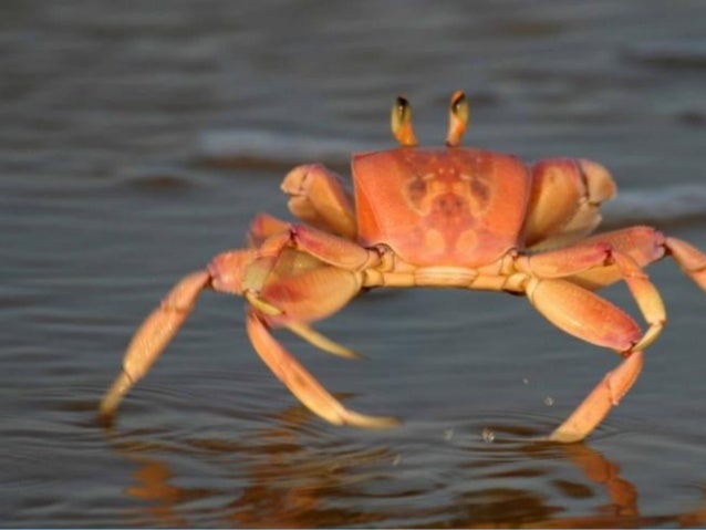 Subphylum Crustacea Notes