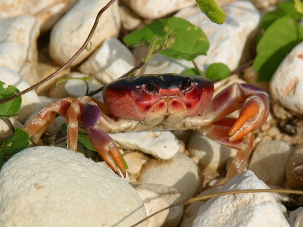 Subphylum Crustacea Notes