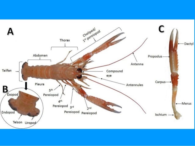 Subphylum Crustacea Notes