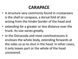 crustacea.pptx