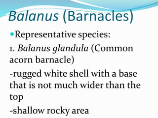 Balanus (Barnacles) | PPTX