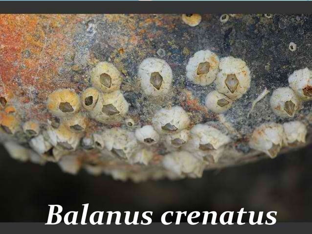Balanus (Barnacles) | PPTX