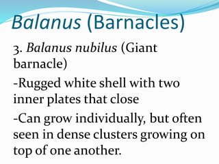 Balanus (Barnacles) | PPTX