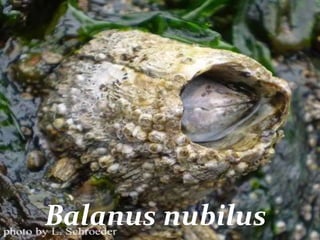 Balanus (Barnacles) | PPTX