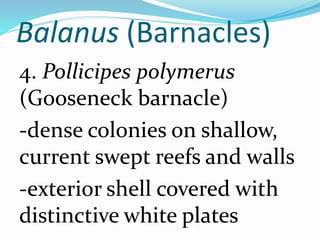 Balanus (Barnacles) | PPTX