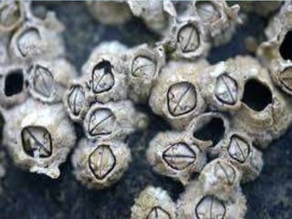 Balanus (Barnacles) | PPTX
