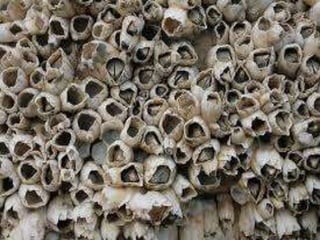 Balanus (Barnacles) | PPTX