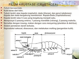 jenis jenis Crustacea (Entomostraca).ppt