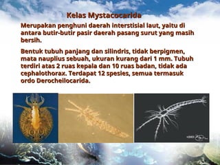 jenis jenis Crustacea (Entomostraca).ppt