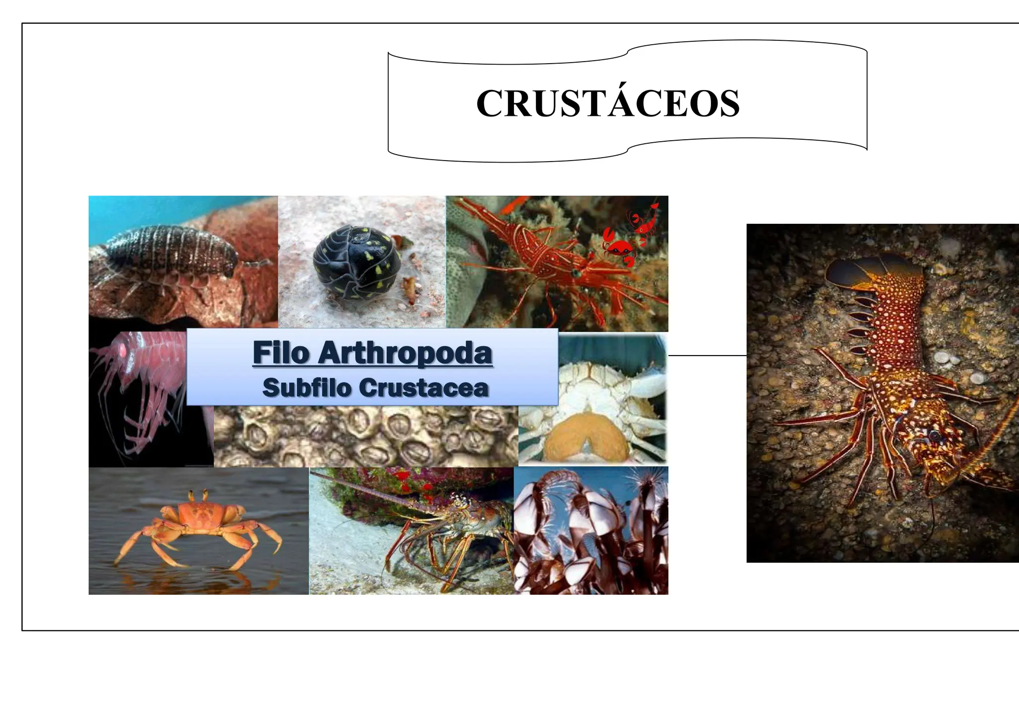 by students introdução a classe crustacea .pdf