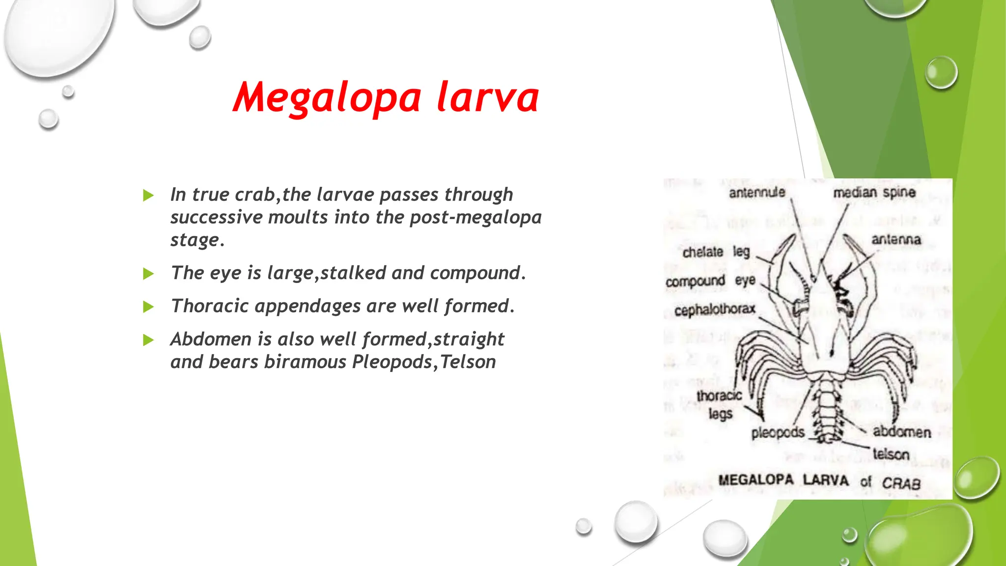 Crustacean larva .pptx