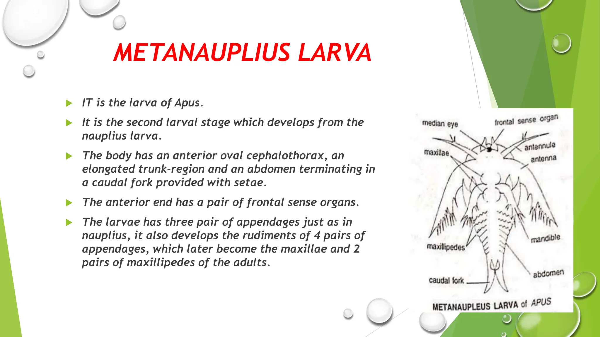 Crustacean larva .pptx