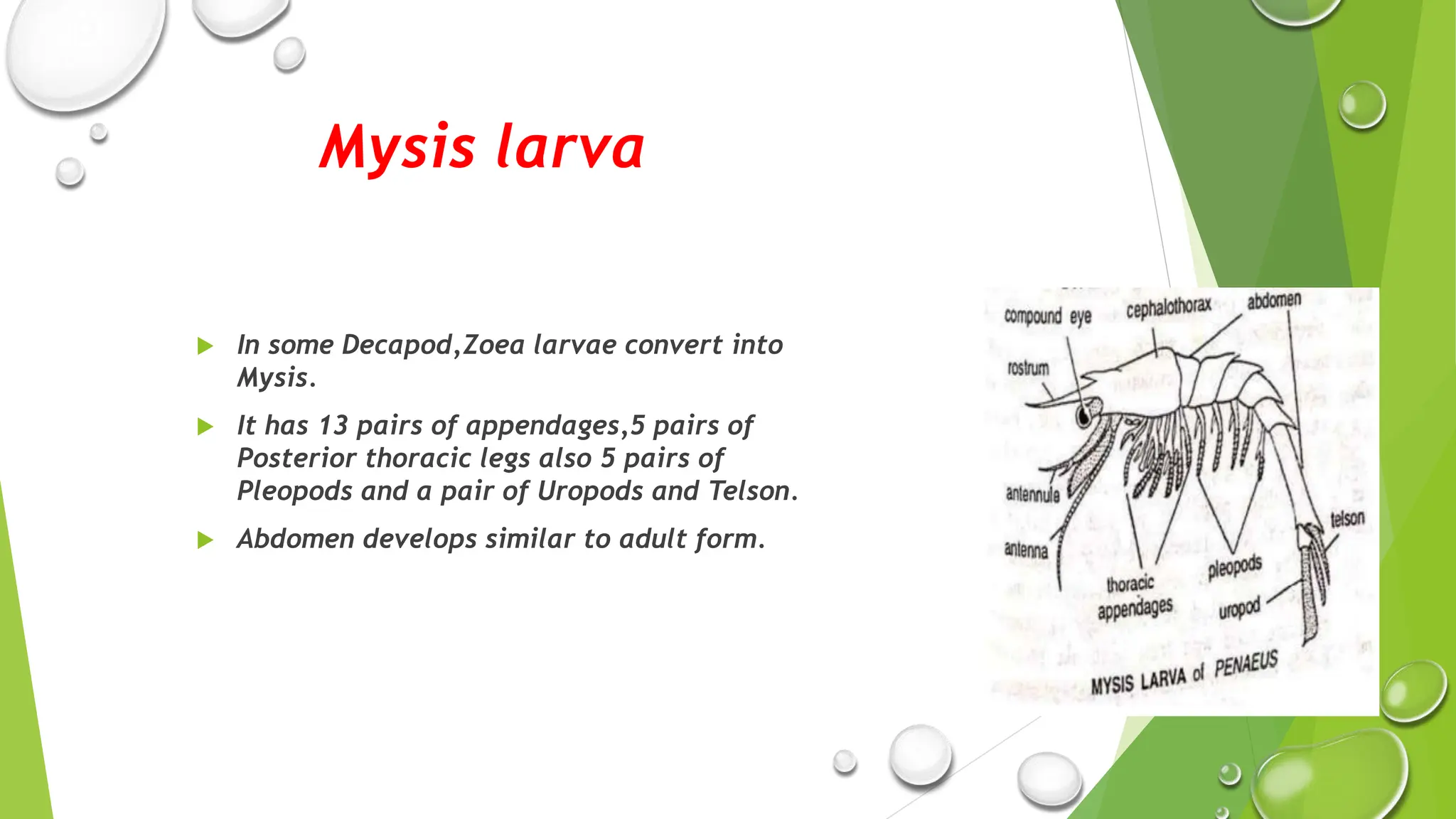 Crustacean larva .pptx