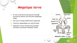 Crustacean larva .pptx