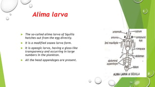 Crustacean larva .pptx